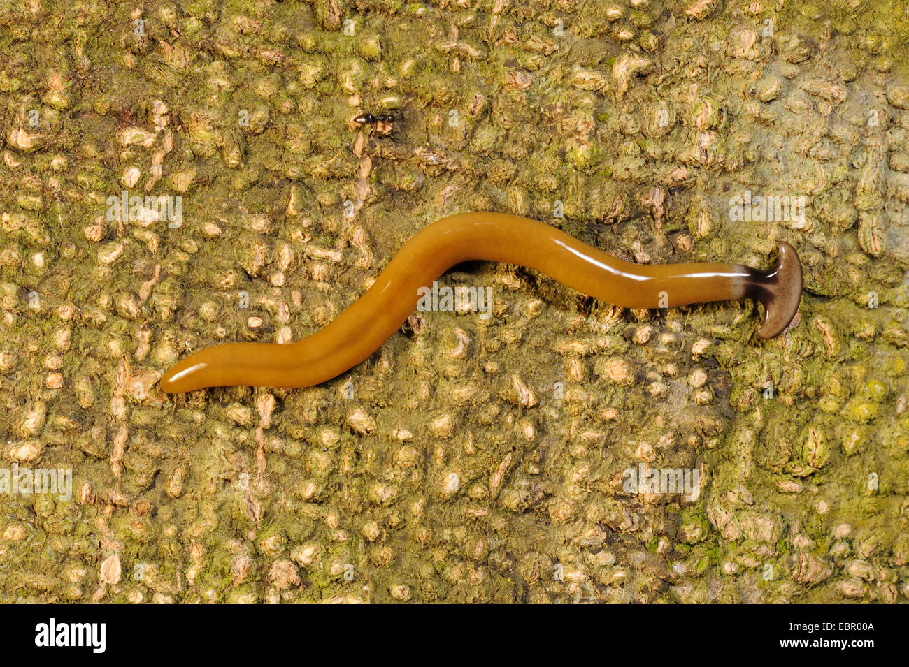 Planarian hi-res stock photography and images - Alamy