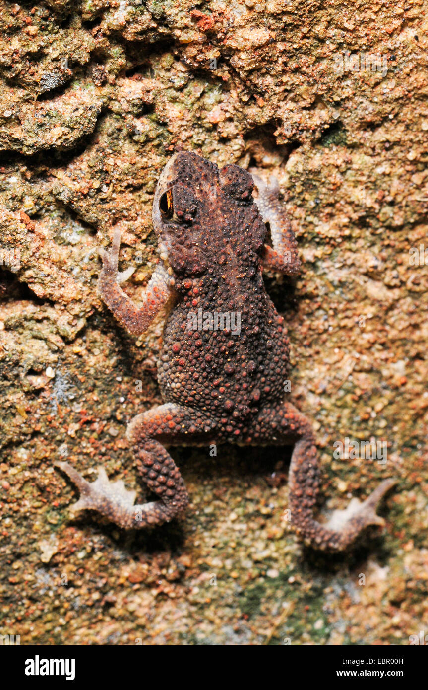toad (Bufo cf. scaber), little toad on a rock, Sri Lanka, Sinharaja ...