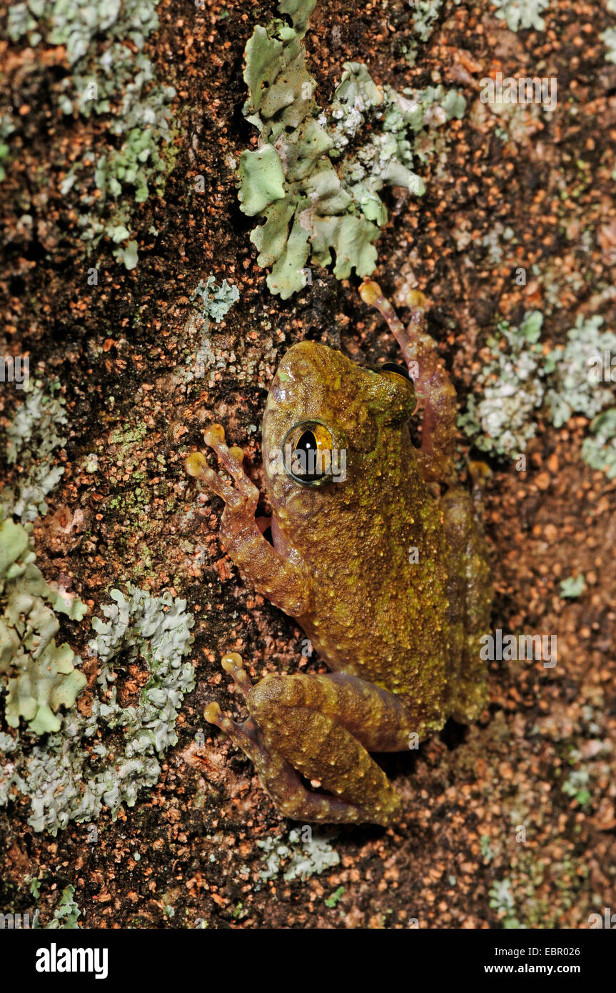 Shrub frog (Pseudophilautus spec.), sitting on a tree trunk well ...