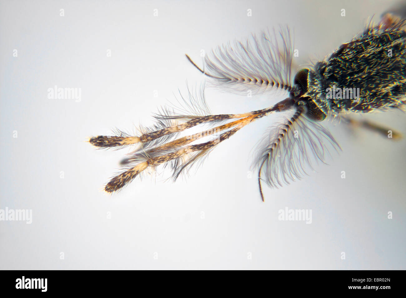 house mosquito, northern common house mosquito, common gnat, house gnat ...