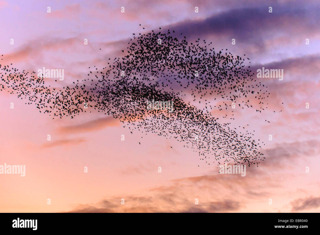 Large groups of starlings hi-res stock photography and images - Alamy