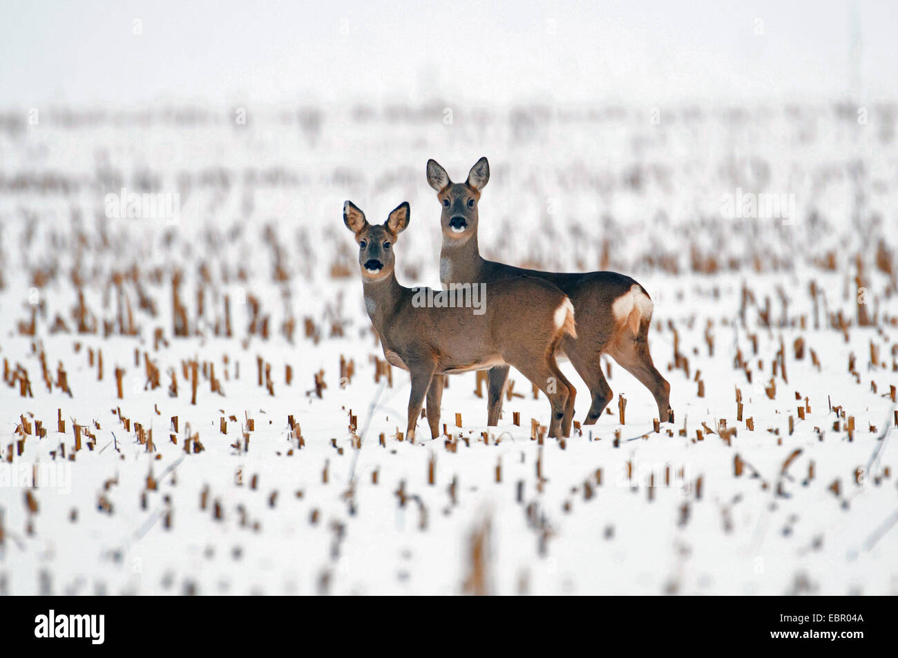 Roe deer in winter scenery hi-res stock photography and images - Alamy
