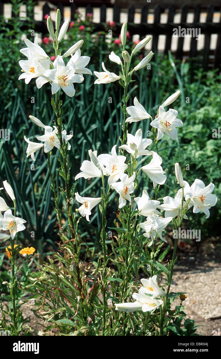 madonna lily (Lilium candidum), in a garden Stock Photo - Alamy