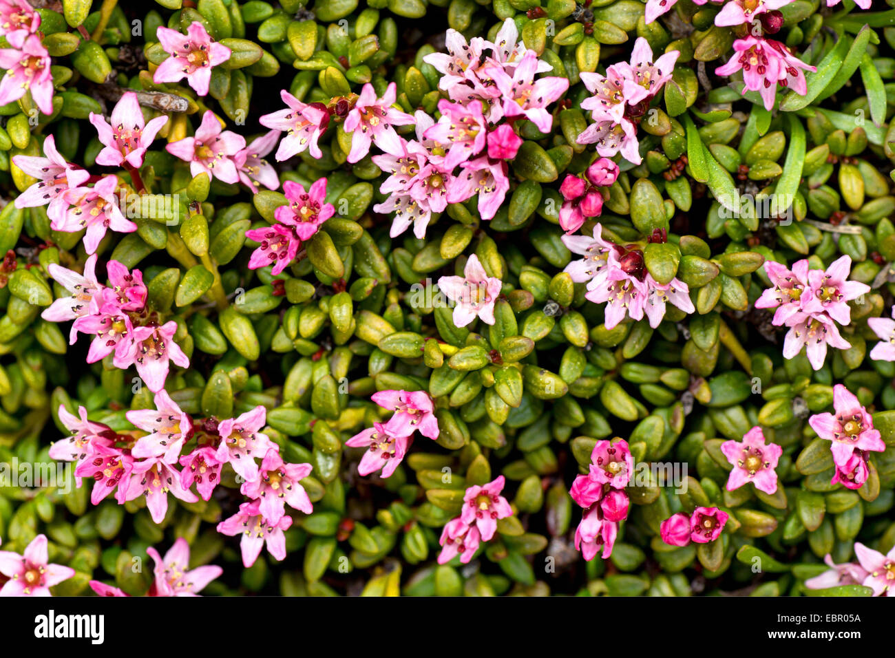Alpine azalea, trailing azalea (Loiseleuria procumbens), blooming ...