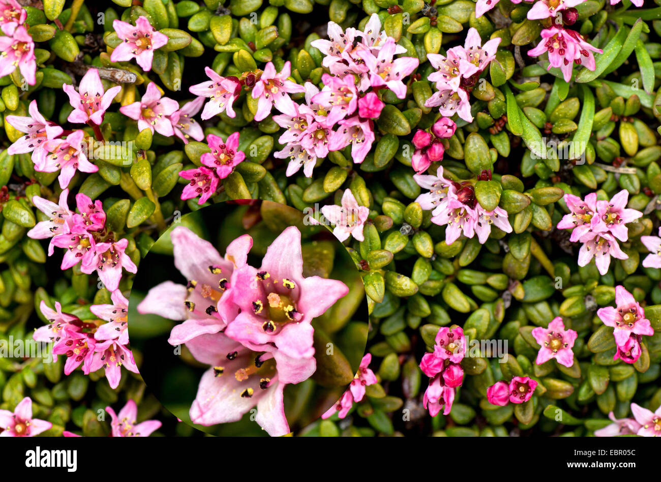 Alpine azalea, trailing azalea (Loiseleuria procumbens), blooming, with ...