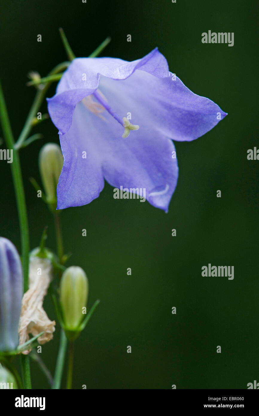 Scheuchzer's bellflower (Campanula scheuchzeri), single flower, Germany ...