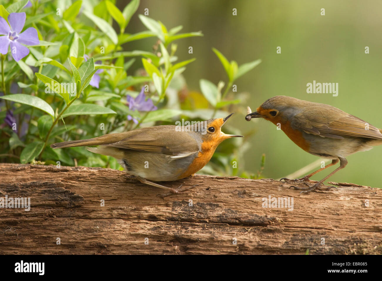 Female robin hi-res stock photography and images - Alamy