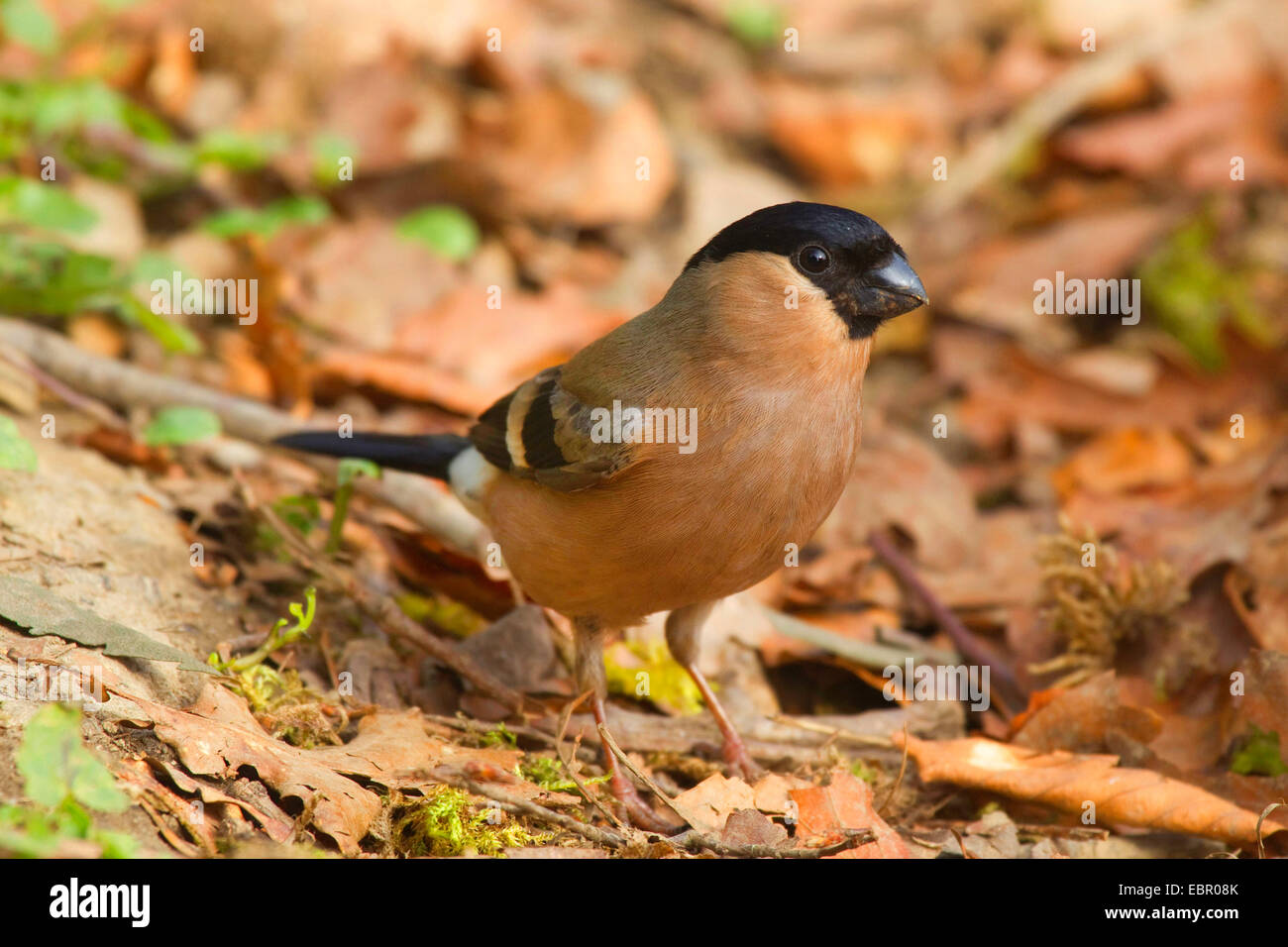 bullfinch, Eurasian bullfinch, northern bullfinch (Pyrrhula pyrrhula ...