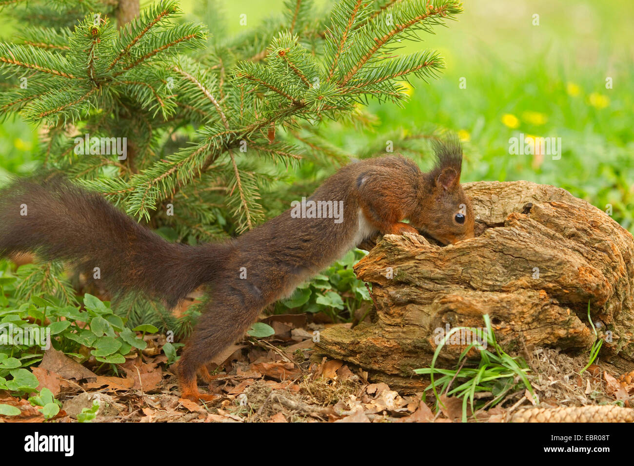 European red squirrel, Eurasian red squirrel (Sciurus vulgaris ...