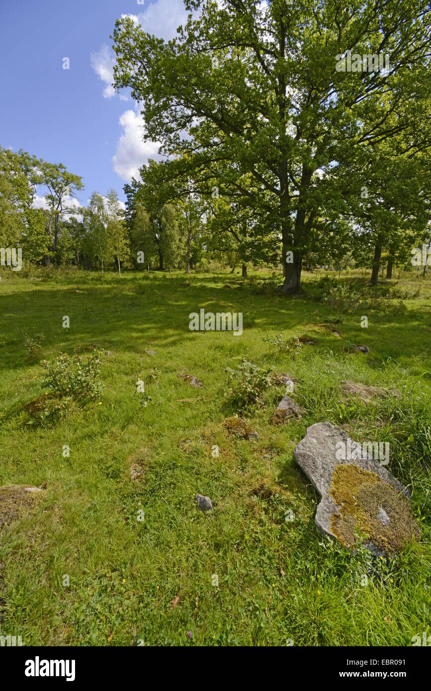 oak (Quercus spec.), oaks in a meadow of Smaland, Sweden, Smaland Stock ...