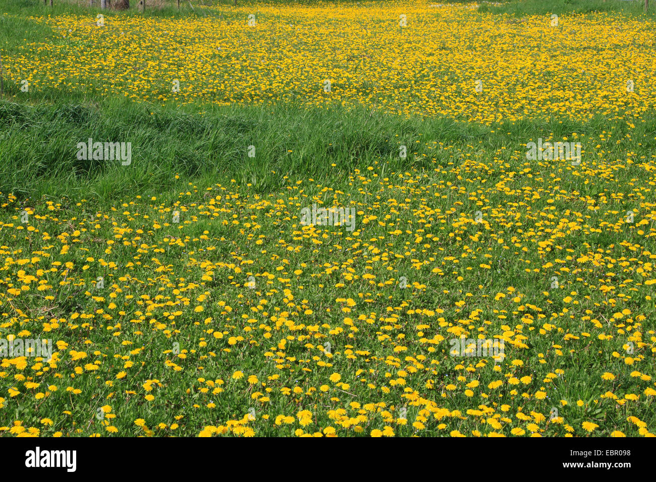 common dandelion (Taraxacum officinale), blooming dandelion meadow ...