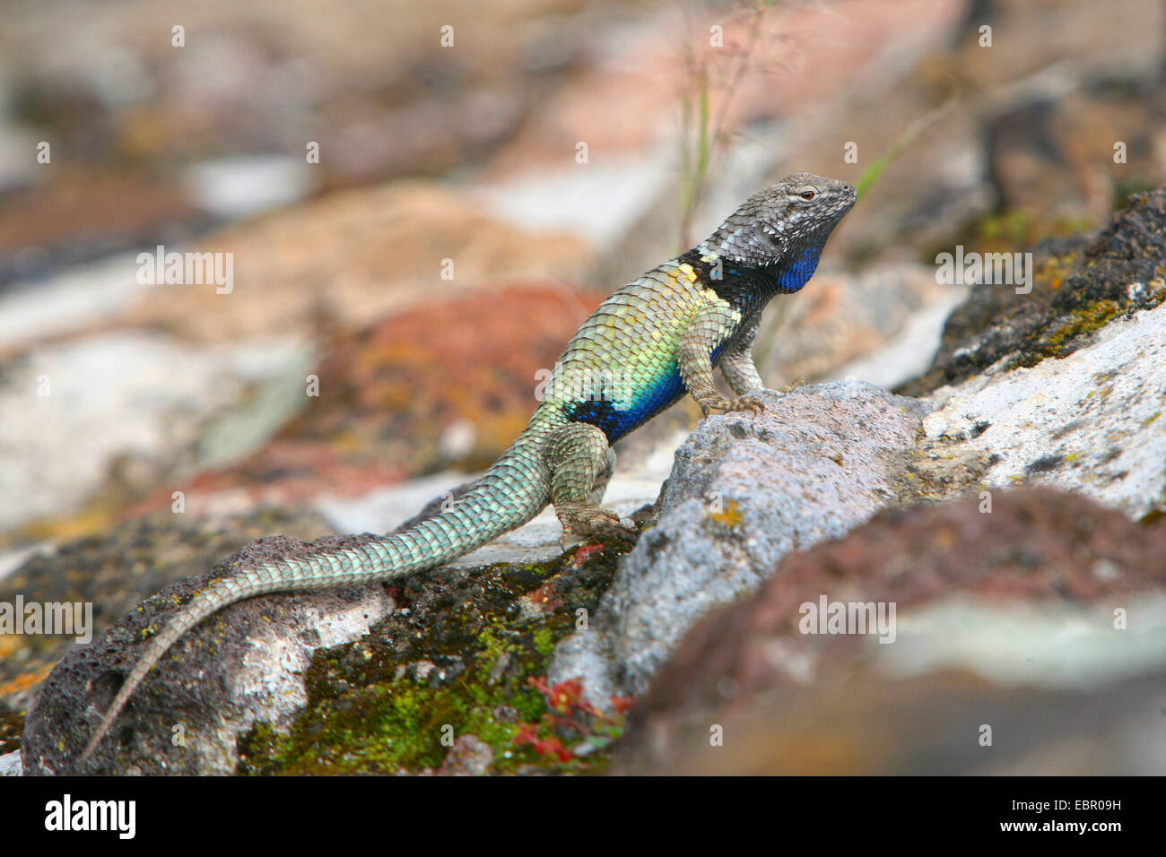 Lizards of mexico hi-res stock photography and images - Alamy
