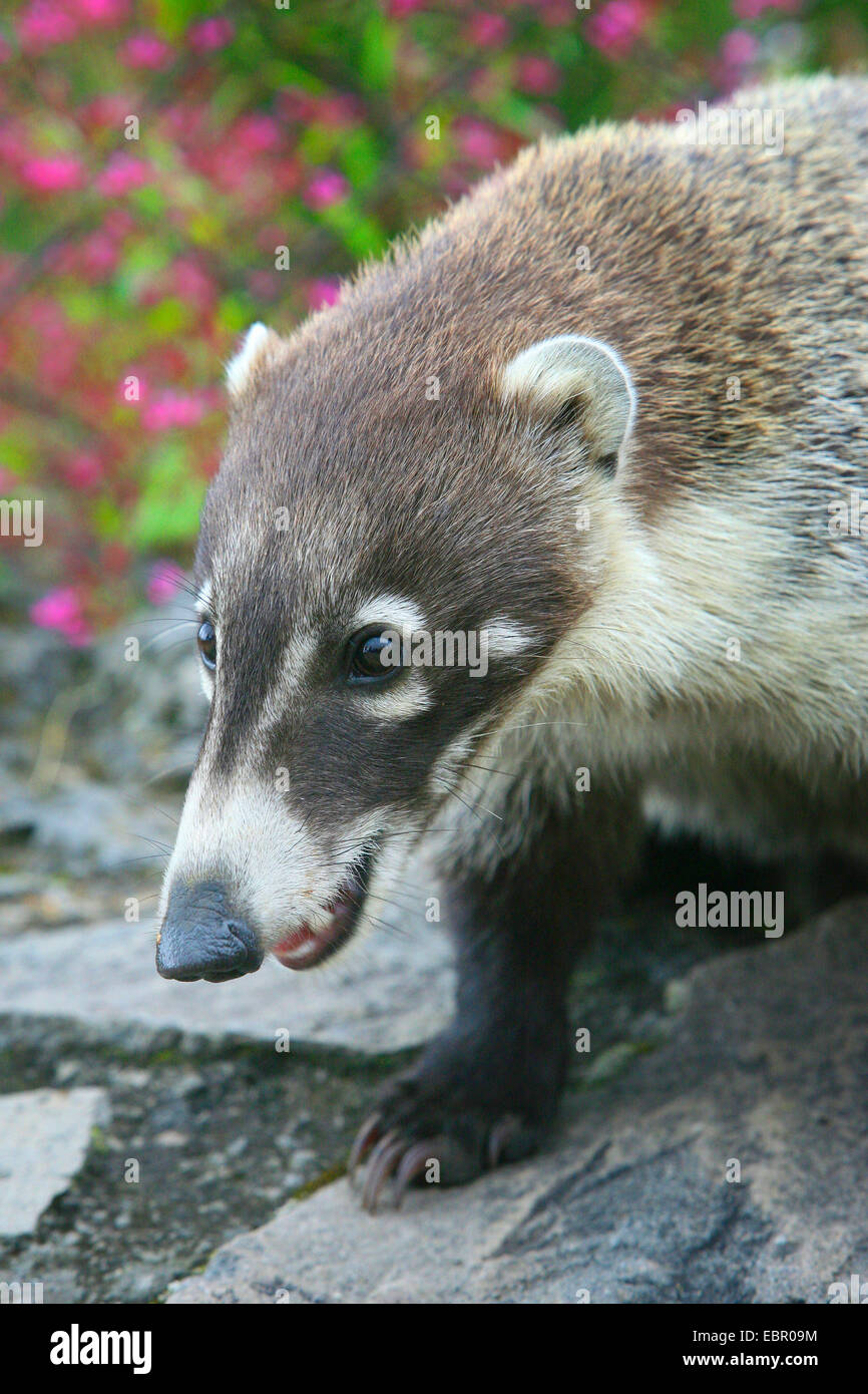 coatimundi, common coati, brown-nosed coati (Nasua nasua), coati at ...