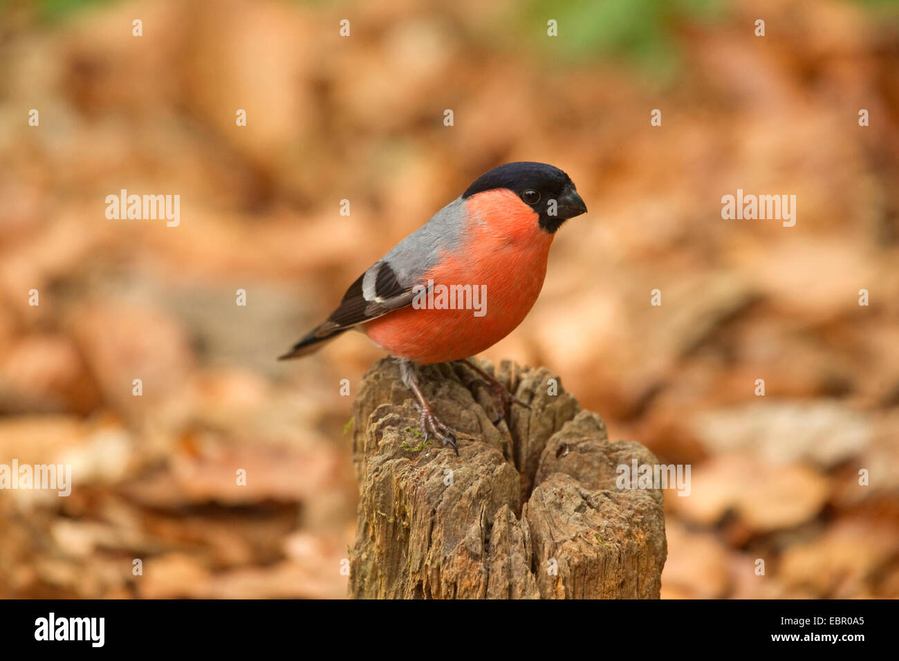 bullfinch, Eurasian bullfinch, northern bullfinch (Pyrrhula pyrrhula ...