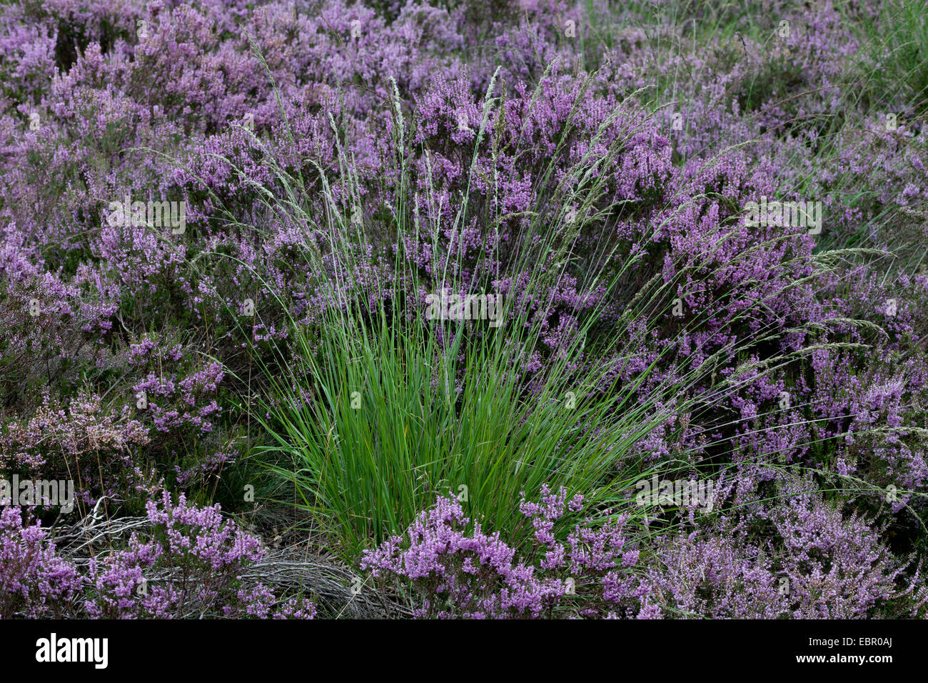 purple moor-grass (Molinia caerulea), amongst blooming heath ...
