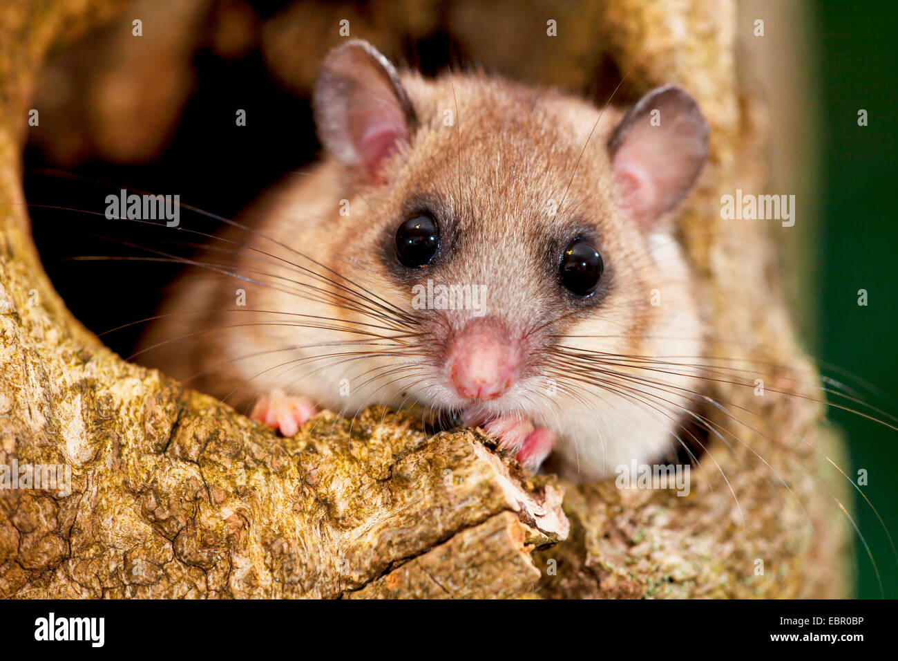 Edible dormouse hi-res stock photography and images - Alamy
