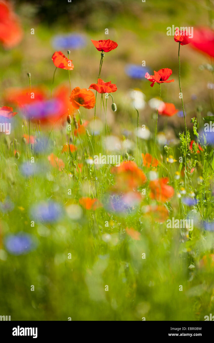 bachelor's button, bluebottle, cornflower (Centaurea cyanus ...