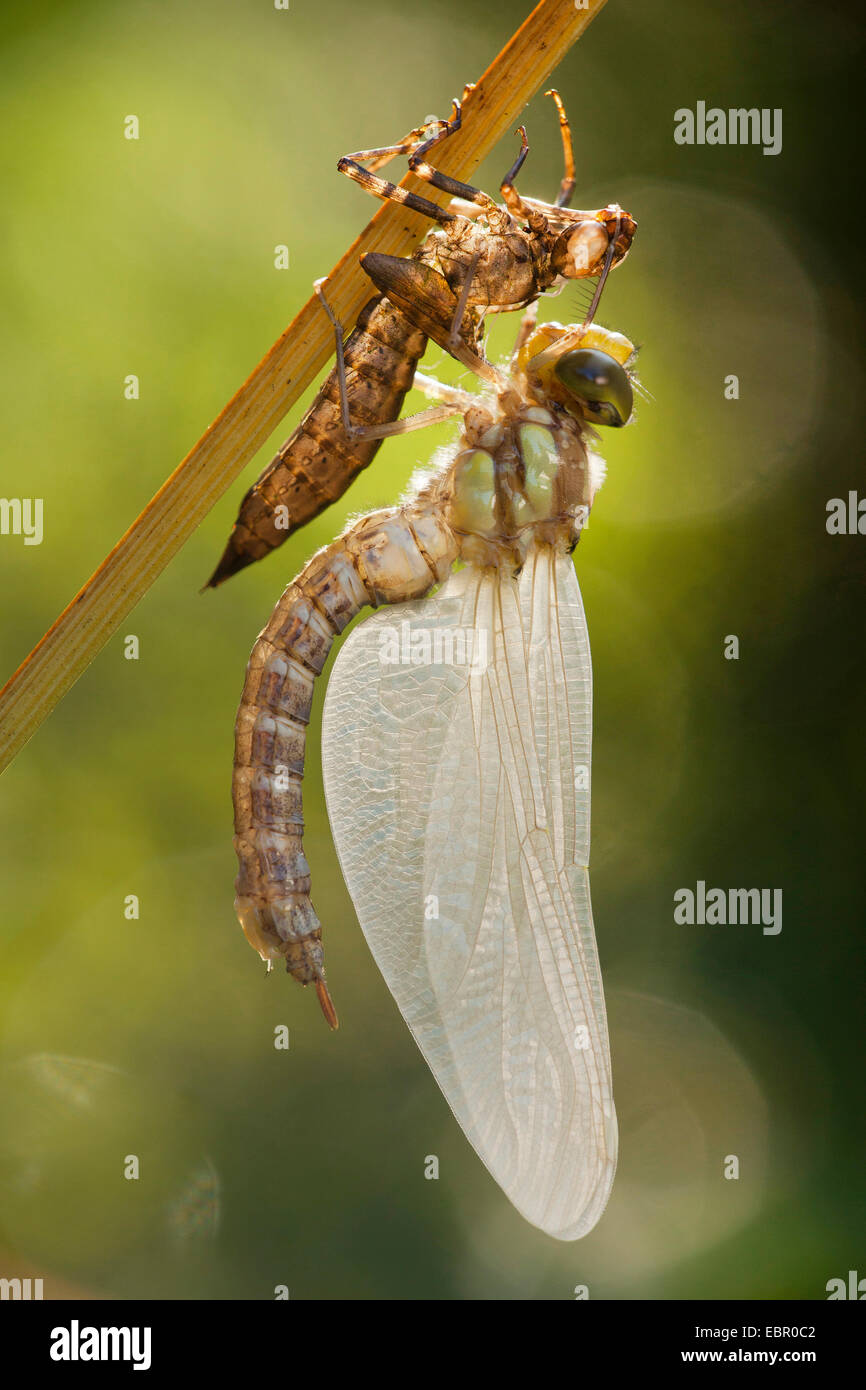 Dragonfly Eggs Hatching