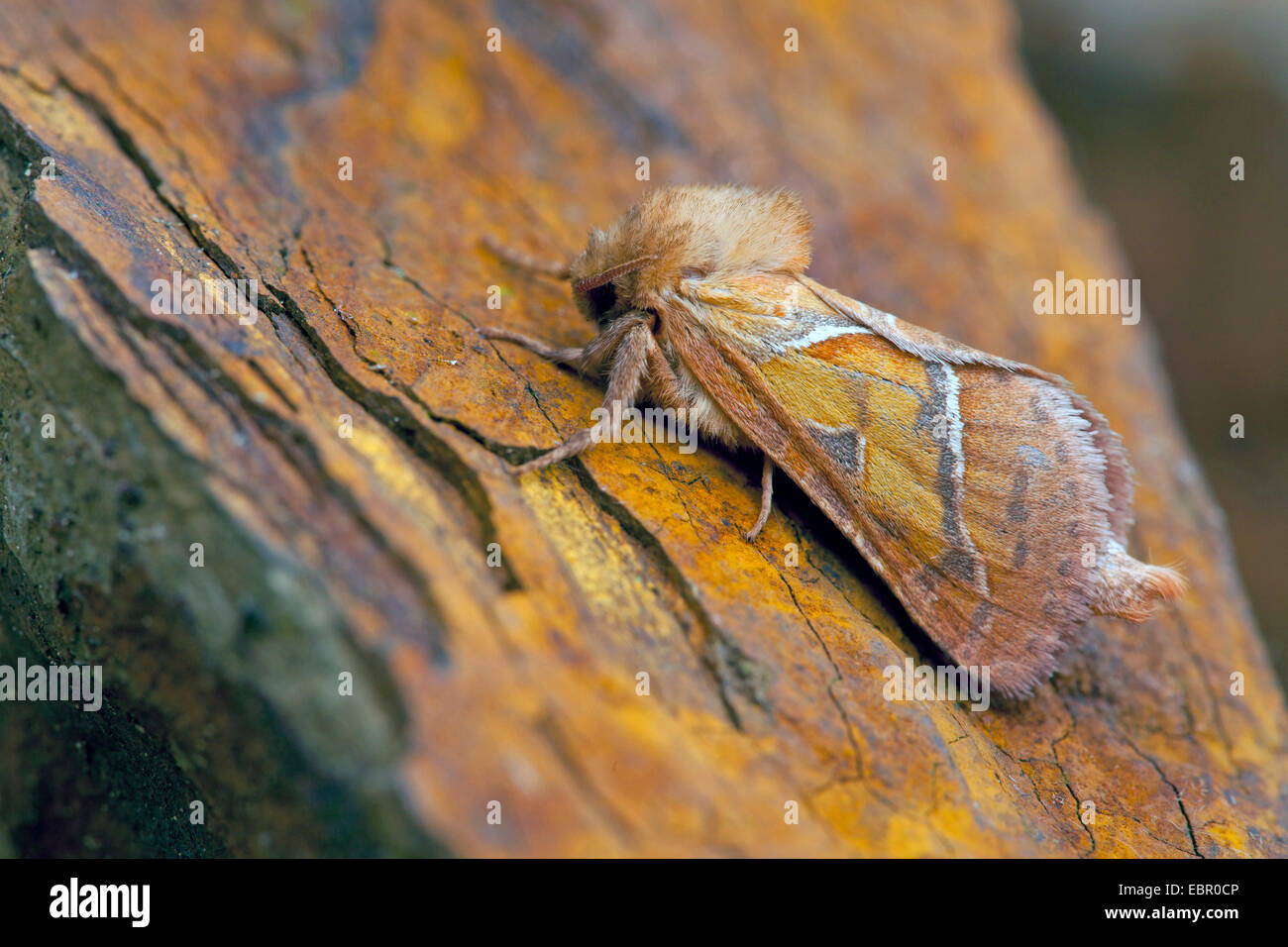 Orange swift triodia sylvina hi-res stock photography and images - Alamy