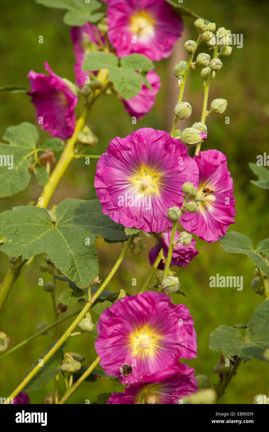 Hollyhock flowers hi-res stock photography and images - Alamy