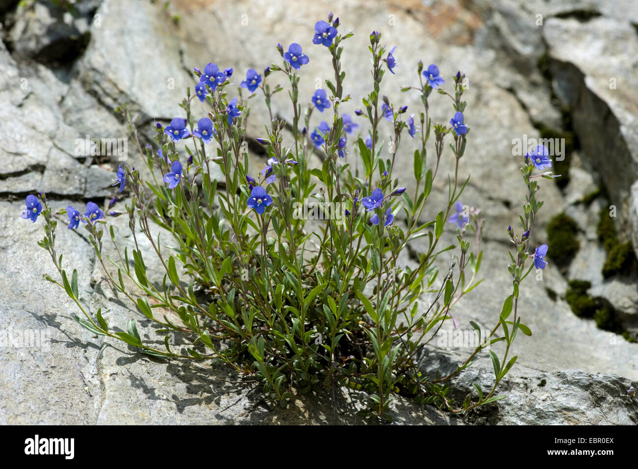 Rock speedwell (Veronica fruticans), blooming, Switzerland Stock Photo ...
