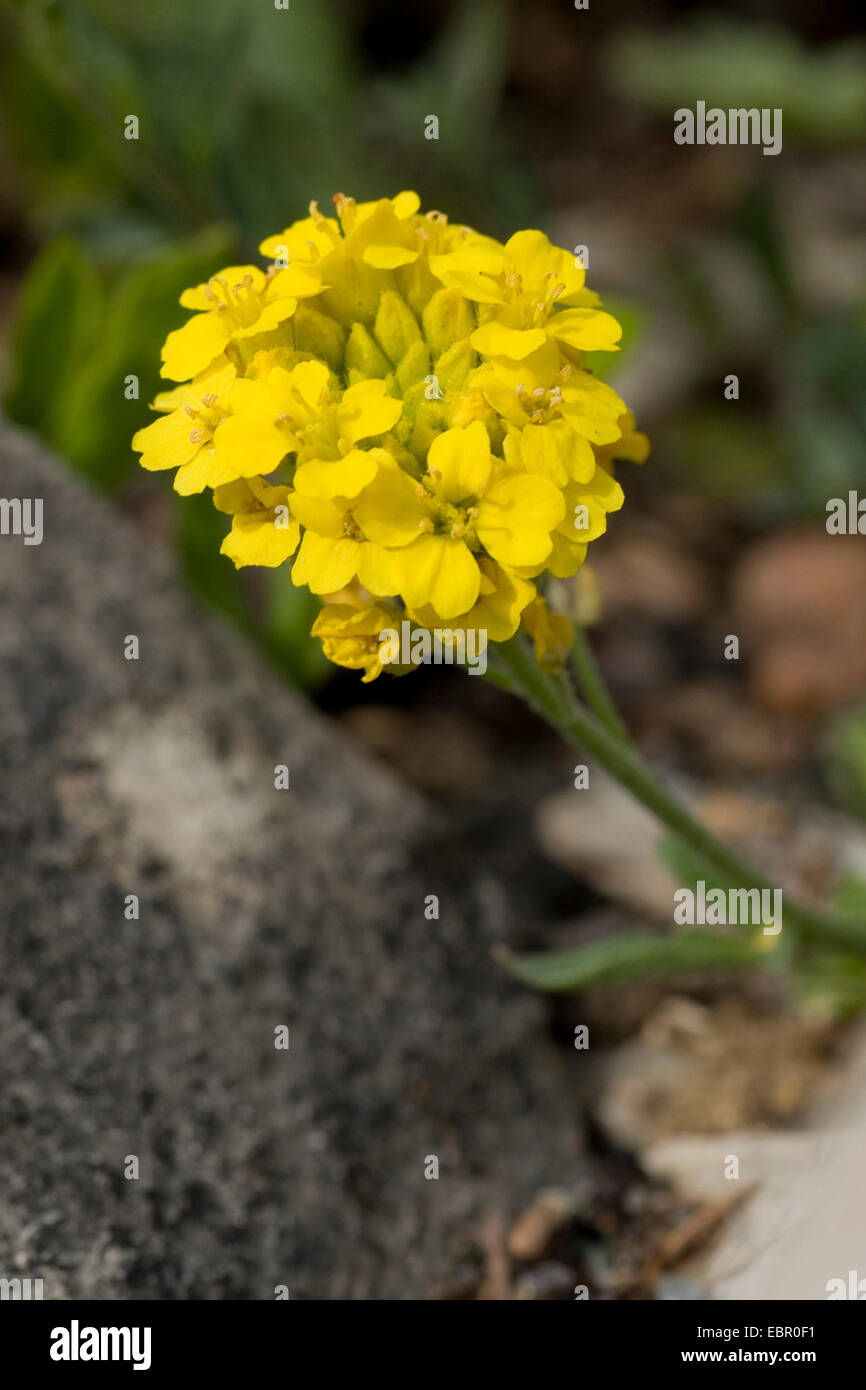 Madwort (Alyssum ovirense), inflorescence Stock Photo - Alamy