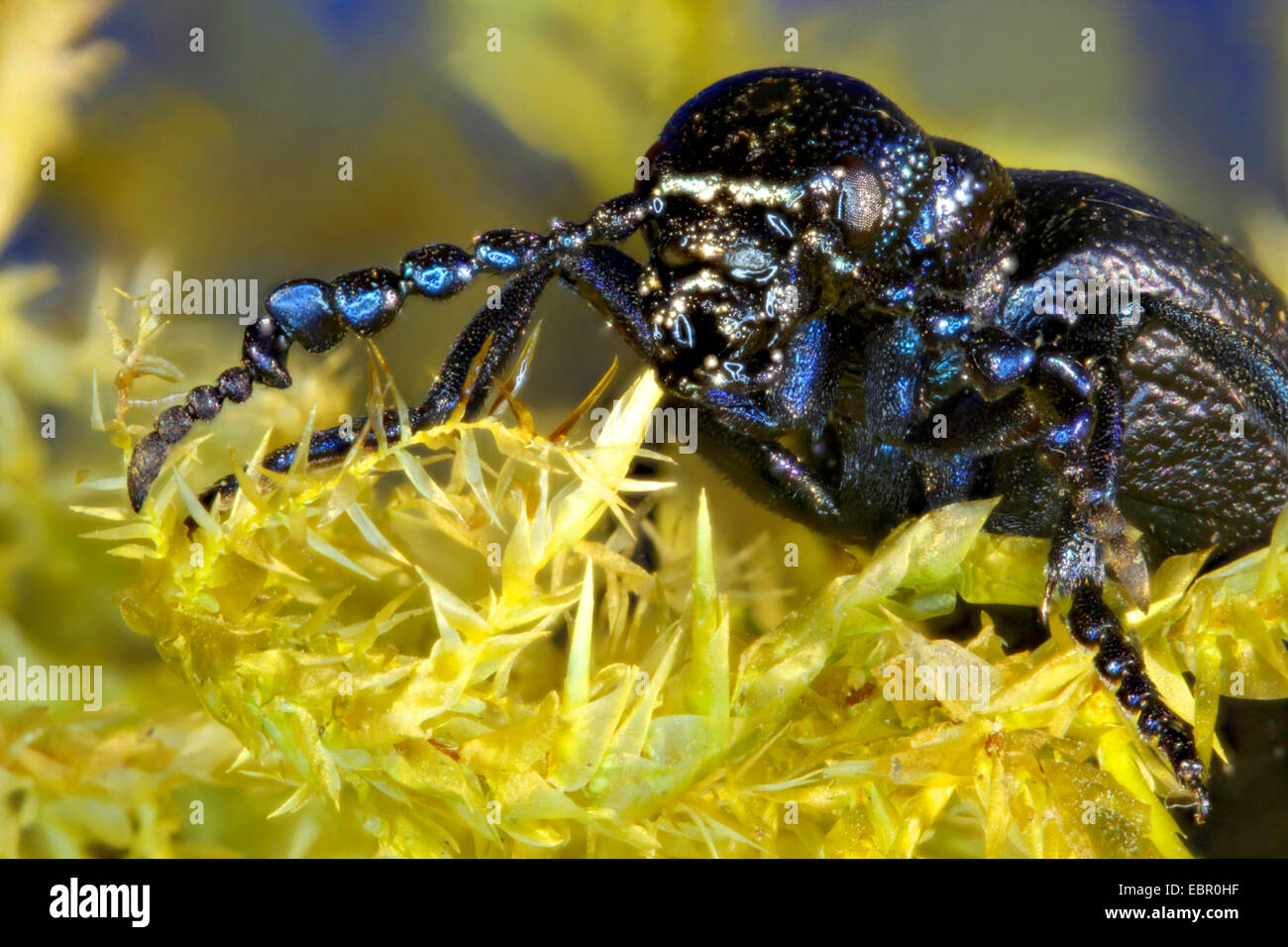 Oil beetle, Black oil beetle (Meloe proscarabaeus), portrait, Germany ...