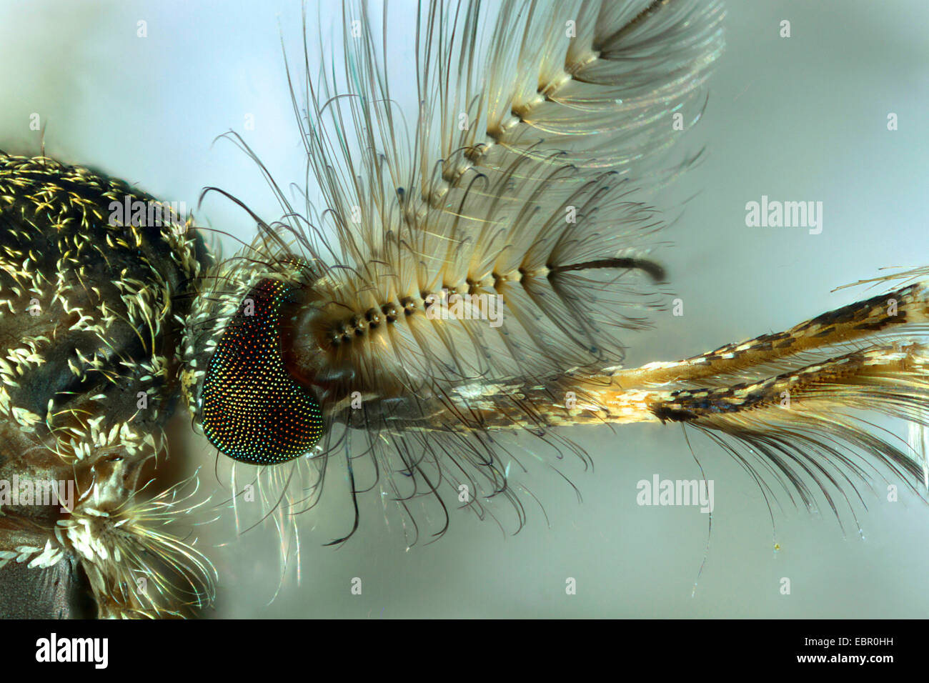 Antennae Mosquito High Resolution Stock Photography and Images - Alamy
