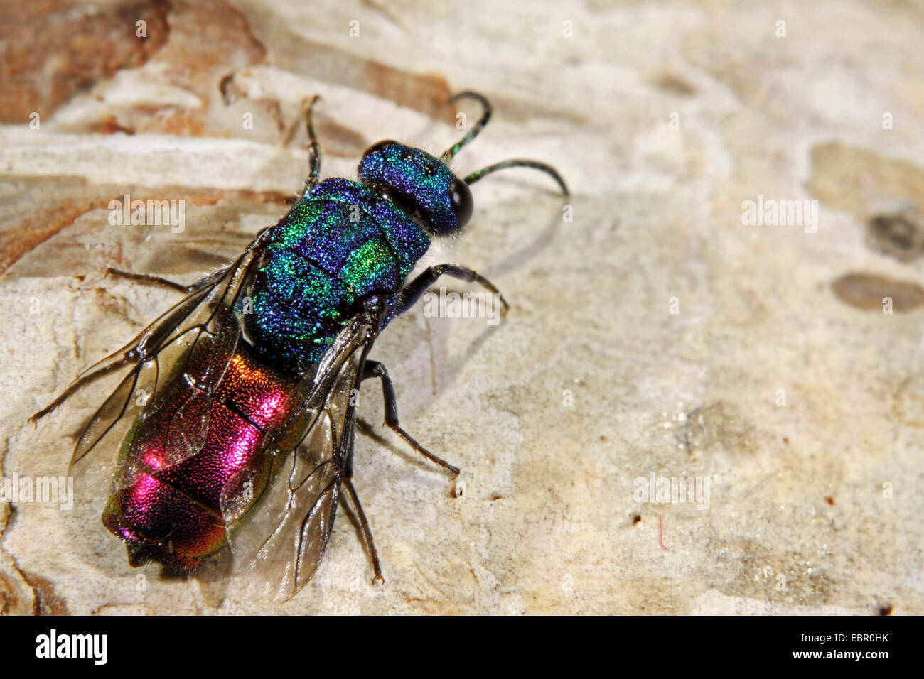 common gold wasp, ruby-tail, ruby-tailed wasp (Chrysis ignita), close ...