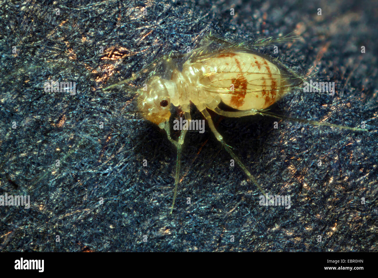 Psocids hi-res stock photography and images - Alamy