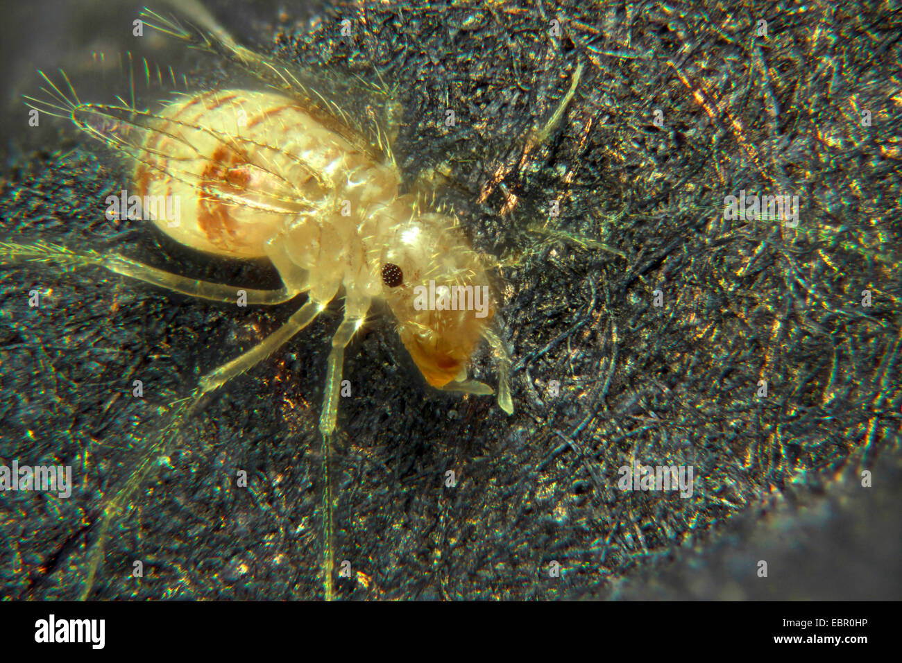 Psocid hi-res stock photography and images - Alamy