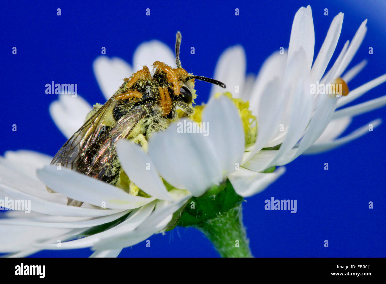Oil beetle, Black oil beetle (Meloe proscarabaeus), larvae entering ...