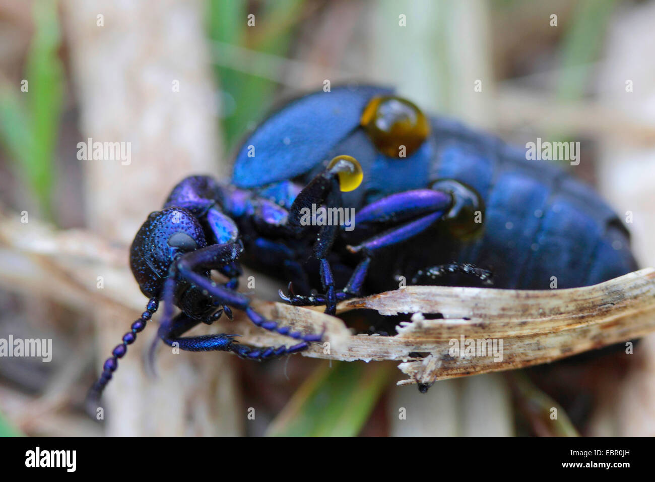Oil beetle, Black oil beetle (Meloe proscarabaeus), female in defence ...