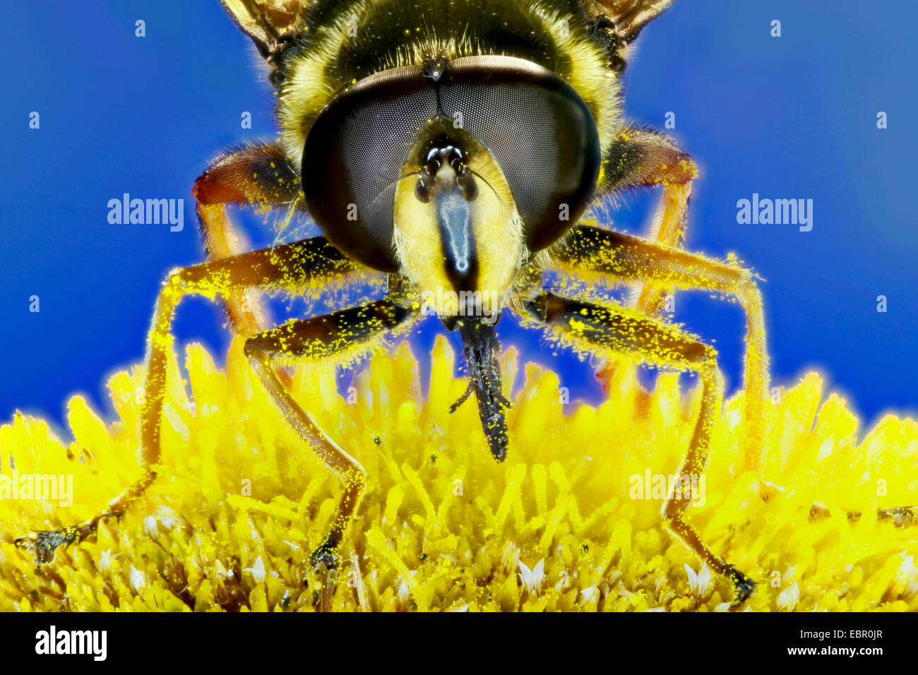 Syrphids syrphidae hi-res stock photography and images - Alamy