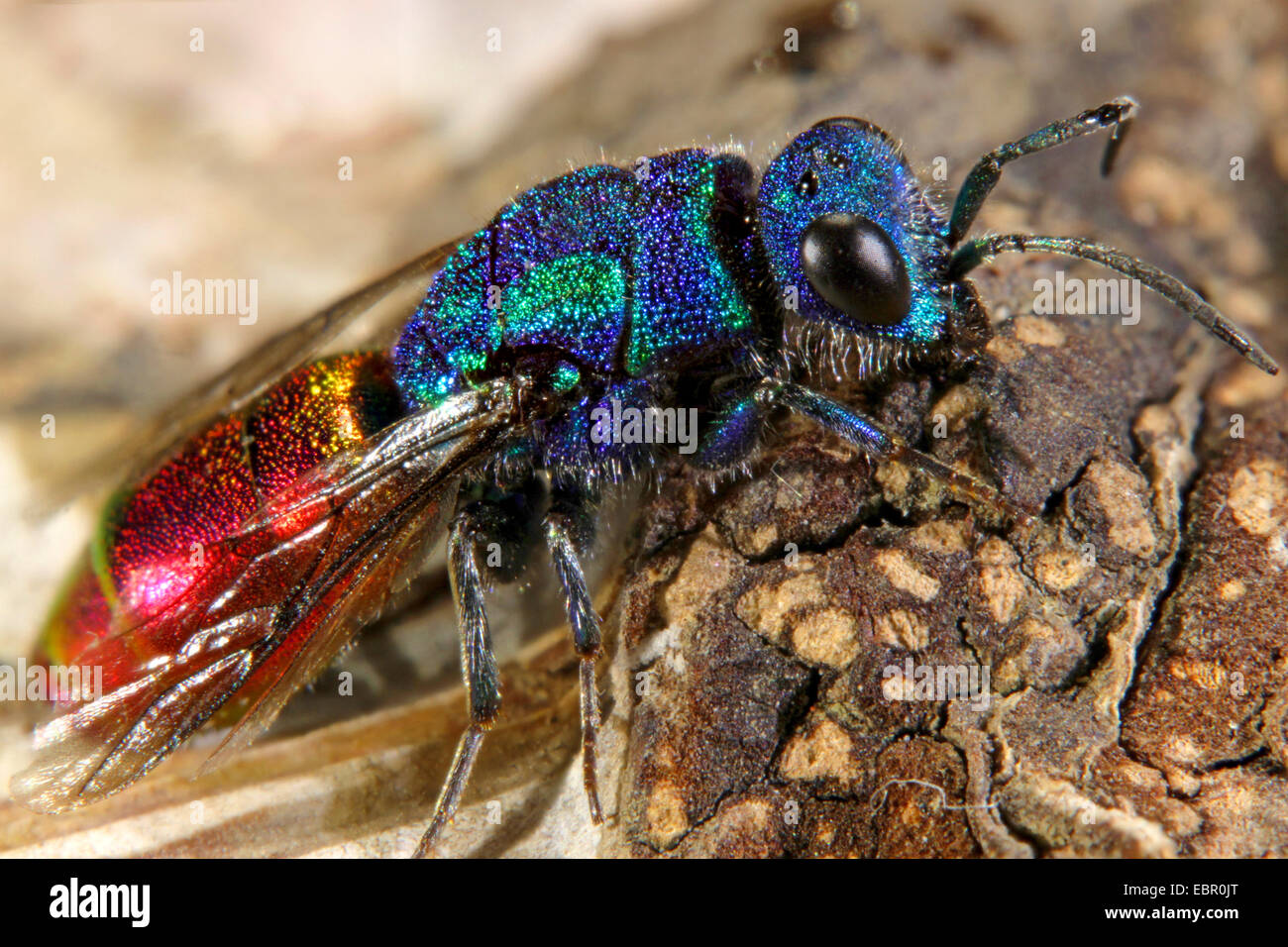 common gold wasp, ruby-tail, ruby-tailed wasp (Chrysis ignita), on bark ...