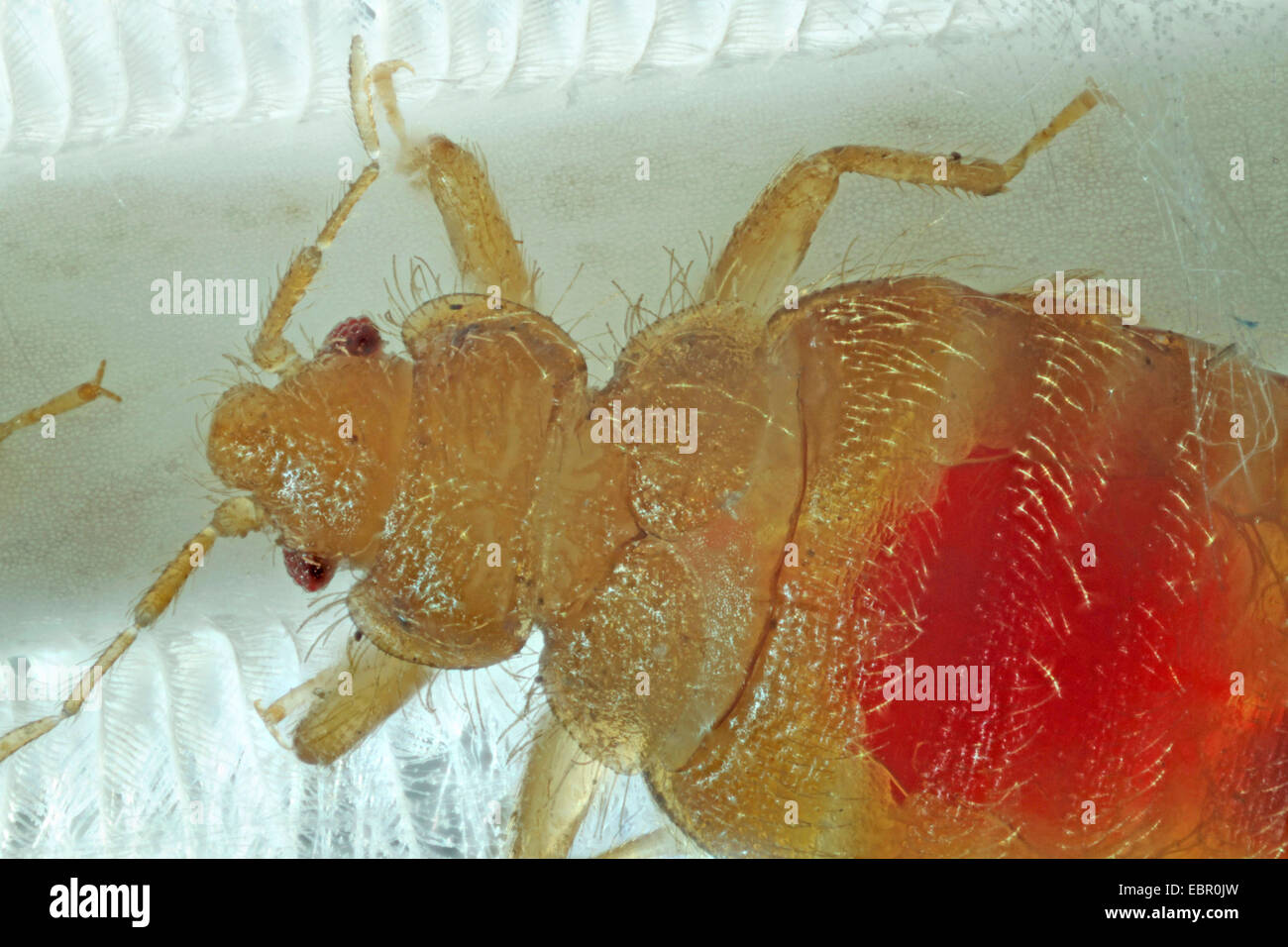 Martin bug, Swallow bug (Oeciacus hirundinis), bloated with blood ...