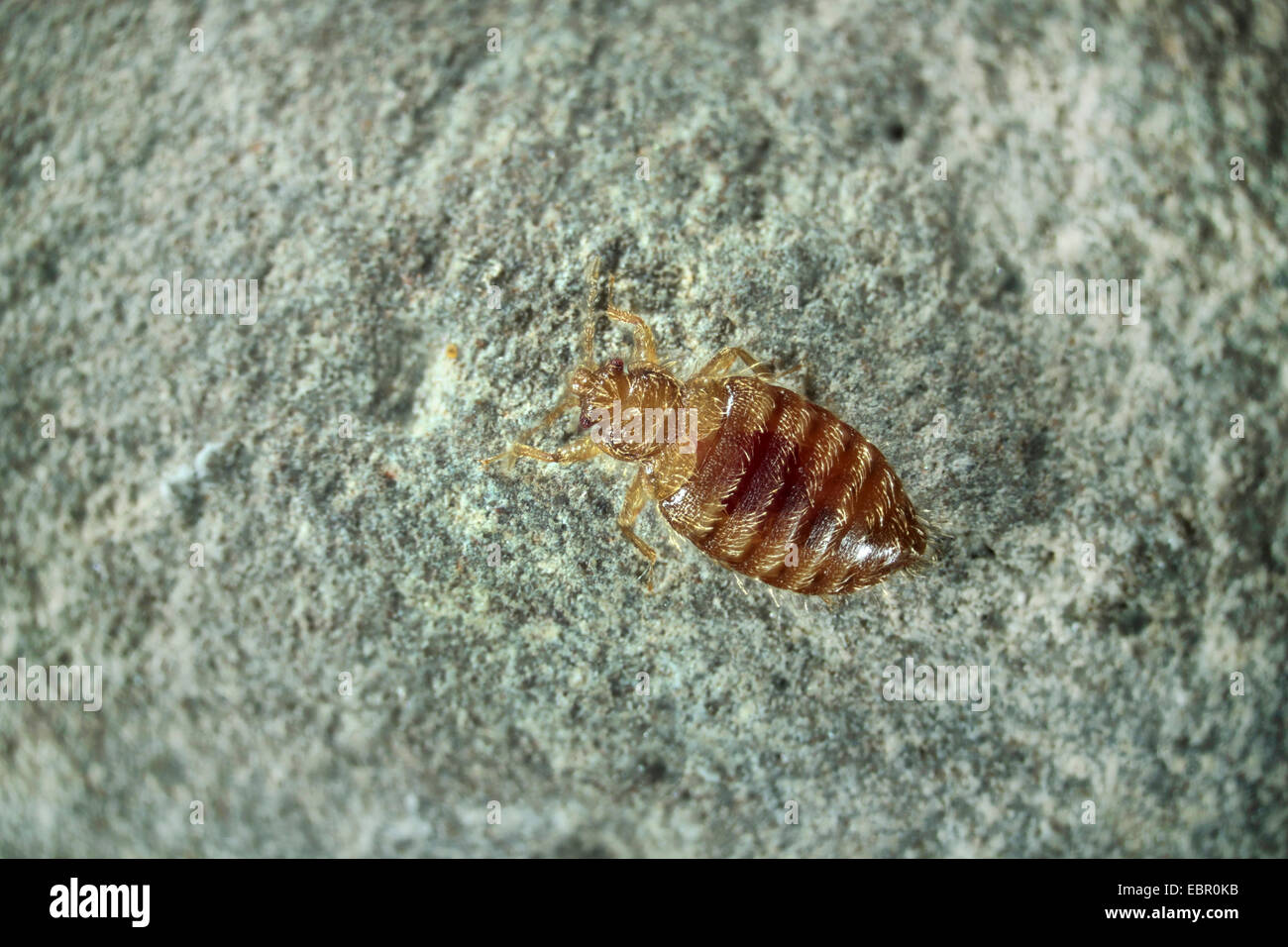 Martin bug, Swallow bug (Oeciacus hirundinis), on a stone, Germany ...