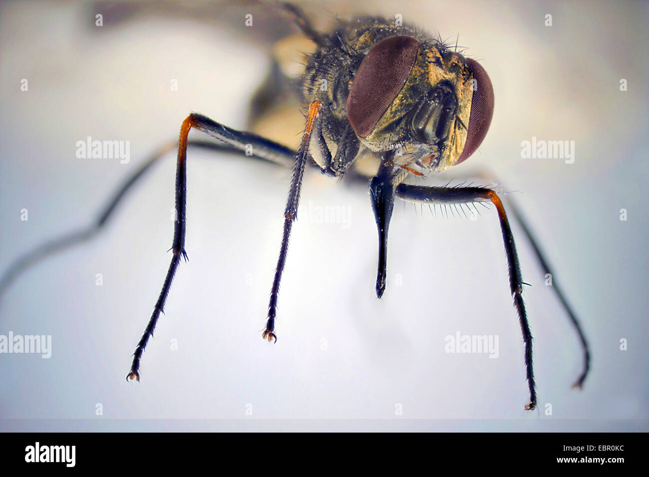 Stomoxys calcitrans muscidae hi-res stock photography and images - Alamy