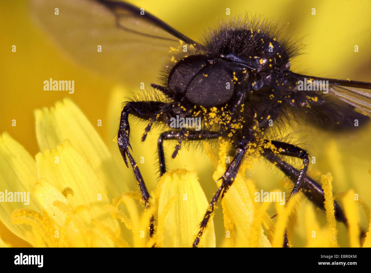 St. Mark's fly (Bibio marci), on a flower, Germany Stock Photo - Alamy