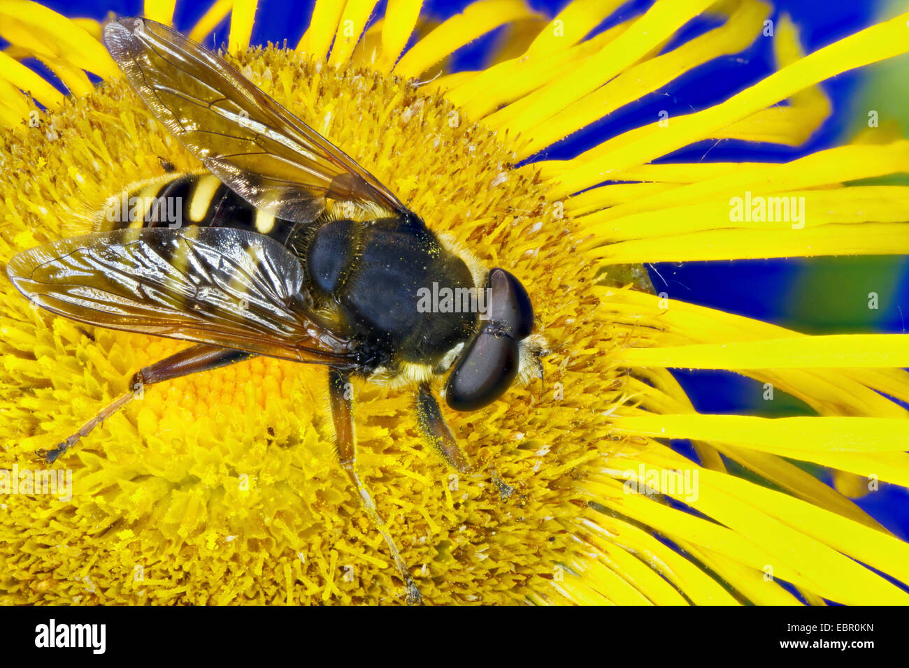 Syrphids syrphidae hi-res stock photography and images - Alamy