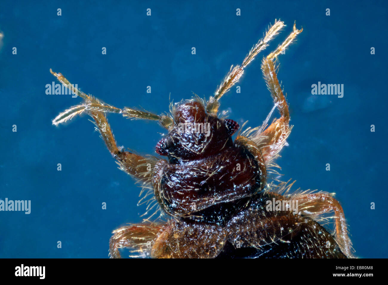 Martin bug, Swallow bug (Oeciacus hirundinis), portrait, Germany Stock ...
