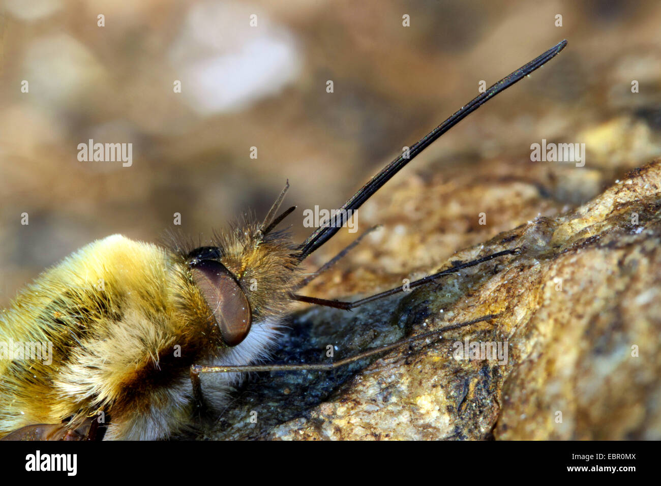 Large bee-fly (Bombylius major), portrait, Germany Stock Photo - Alamy