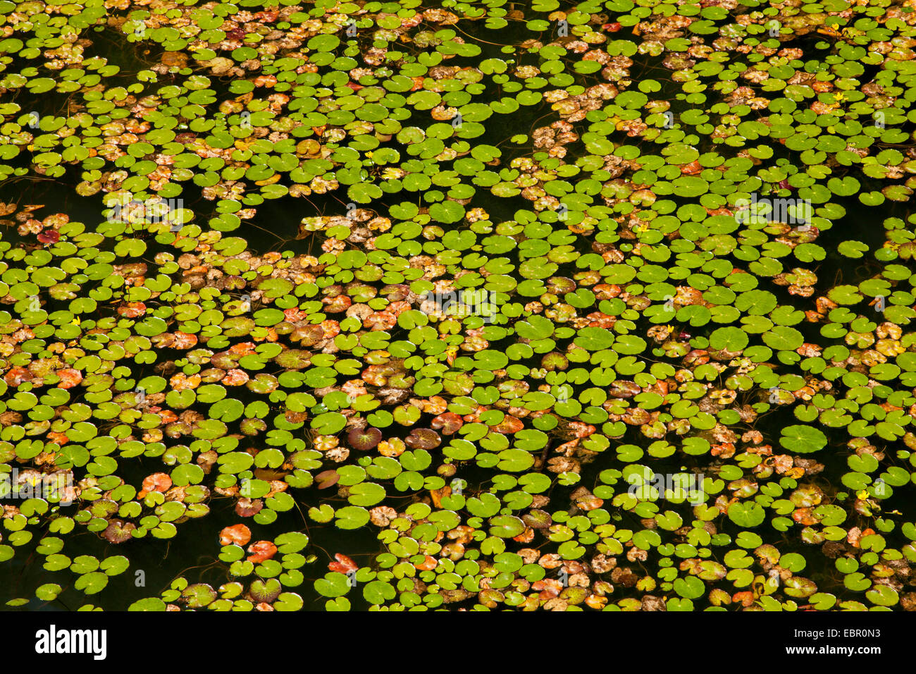 Yellow floating heart, Fringed Water Lily (Nymphoides peltata), cover ...