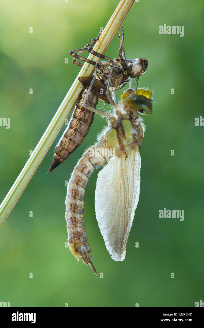 Dragonfly Eggs Hatching