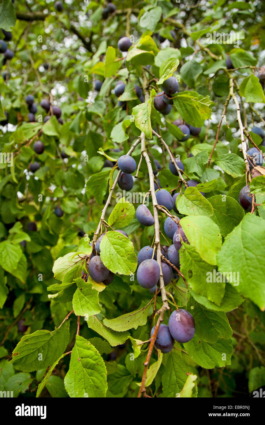 Plum tree fruit germany hi-res stock photography and images - Alamy