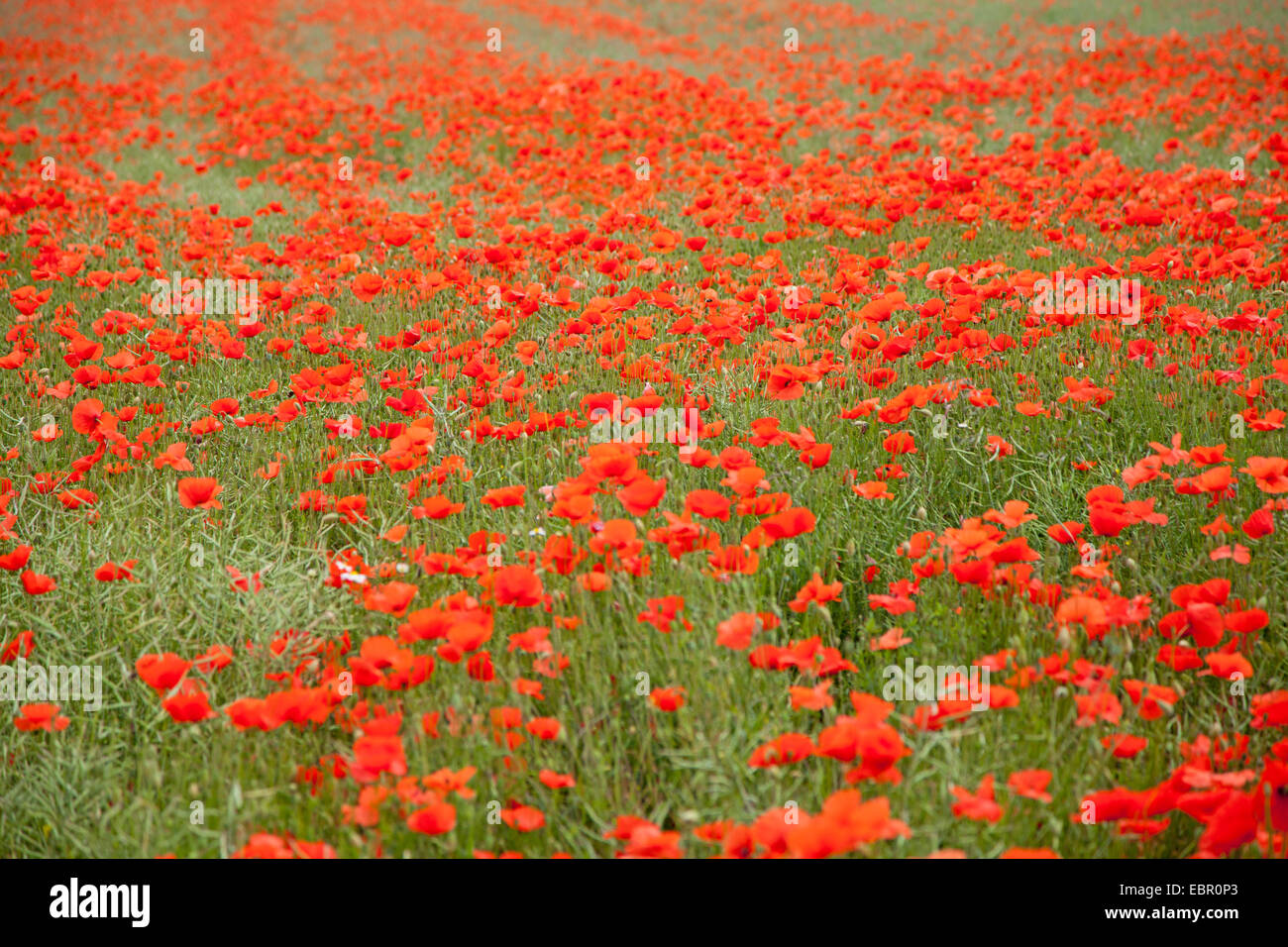 Common poppy, Corn poppy, Red poppy (Papaver rhoeas), poopy field ...