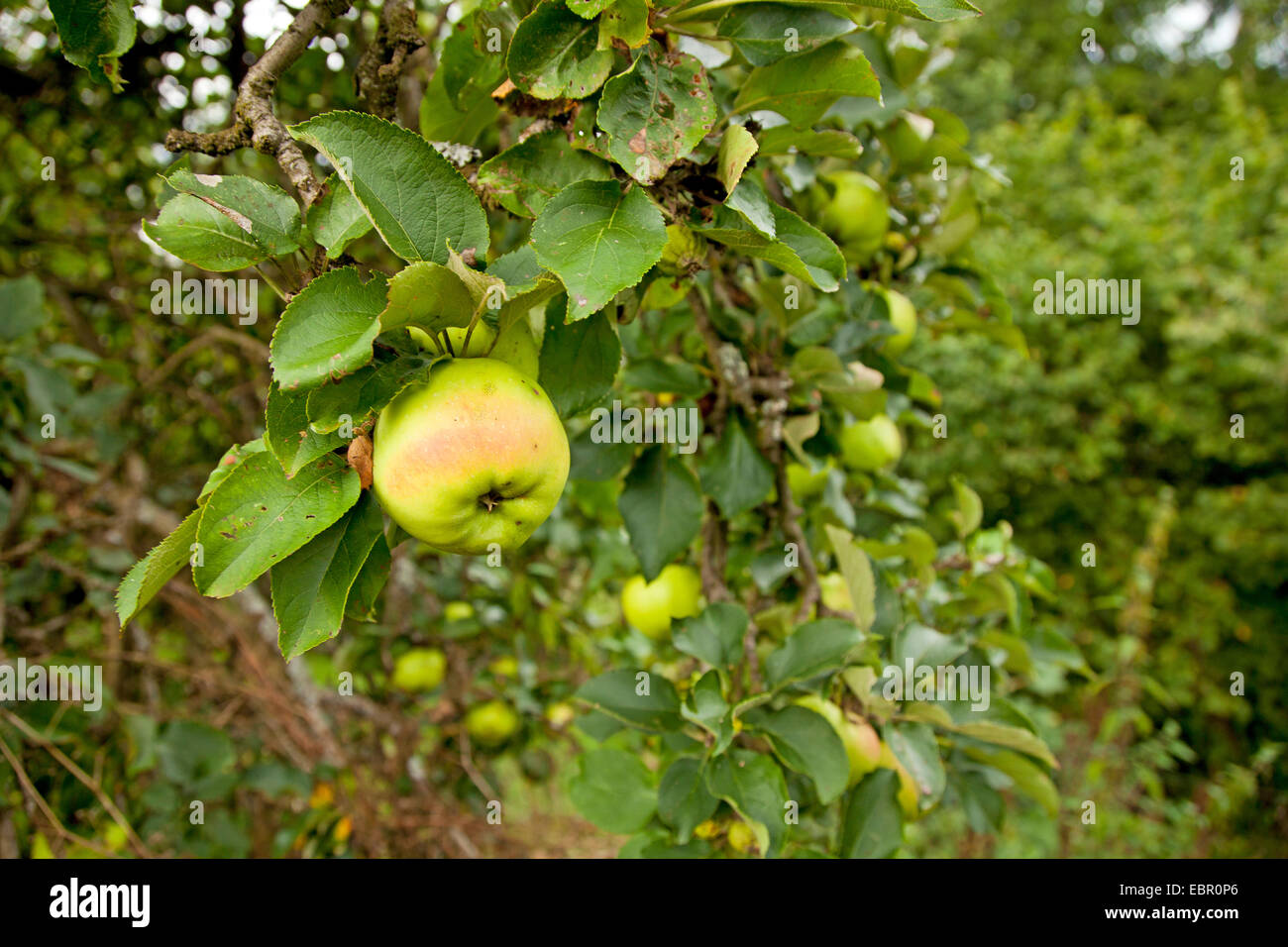 apple tree (Malus domestica), apples at an apple tree, Germany ...