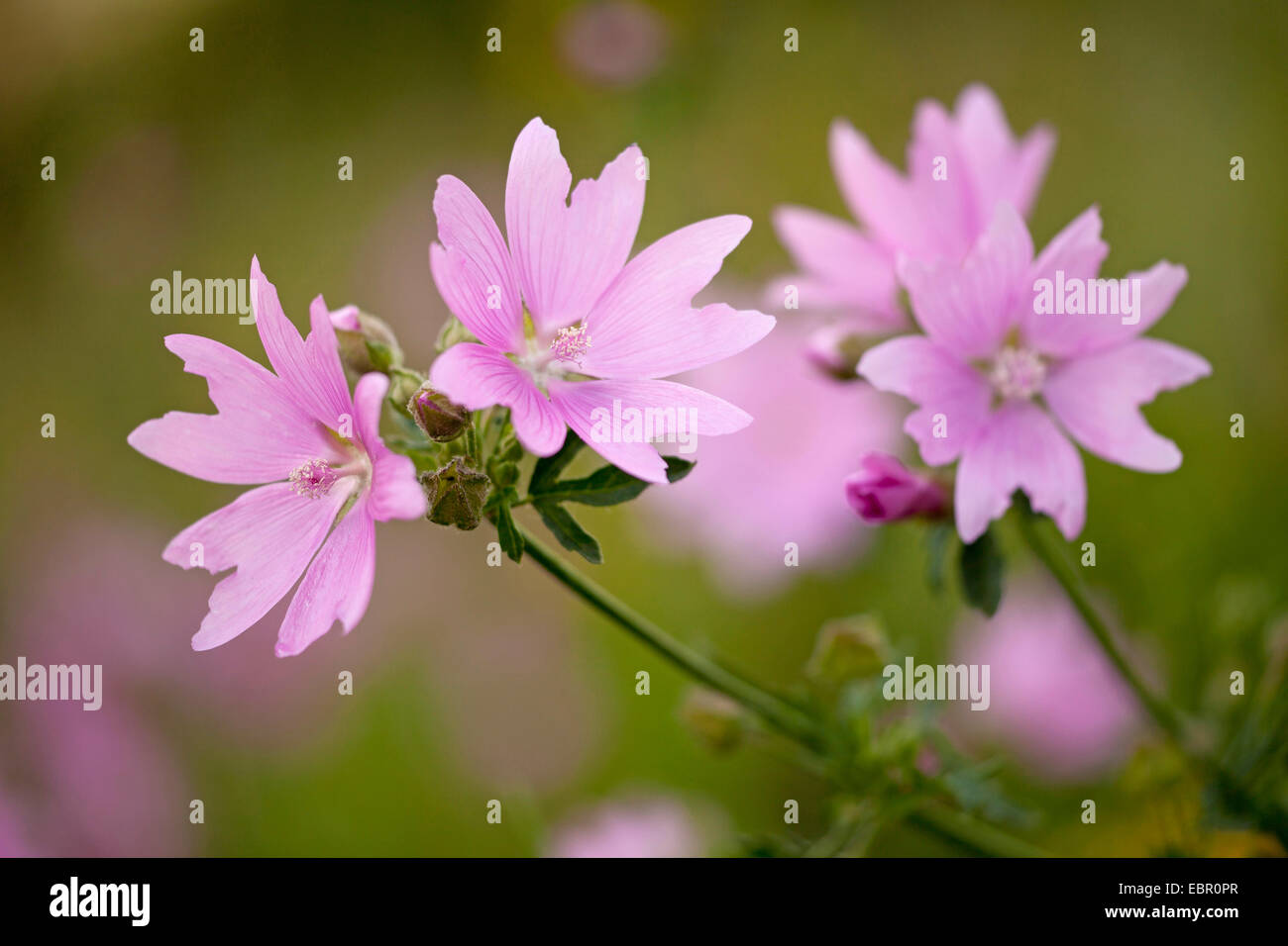 hollyhock mallow, large-flowered mallow, pink mallow, vervian ...