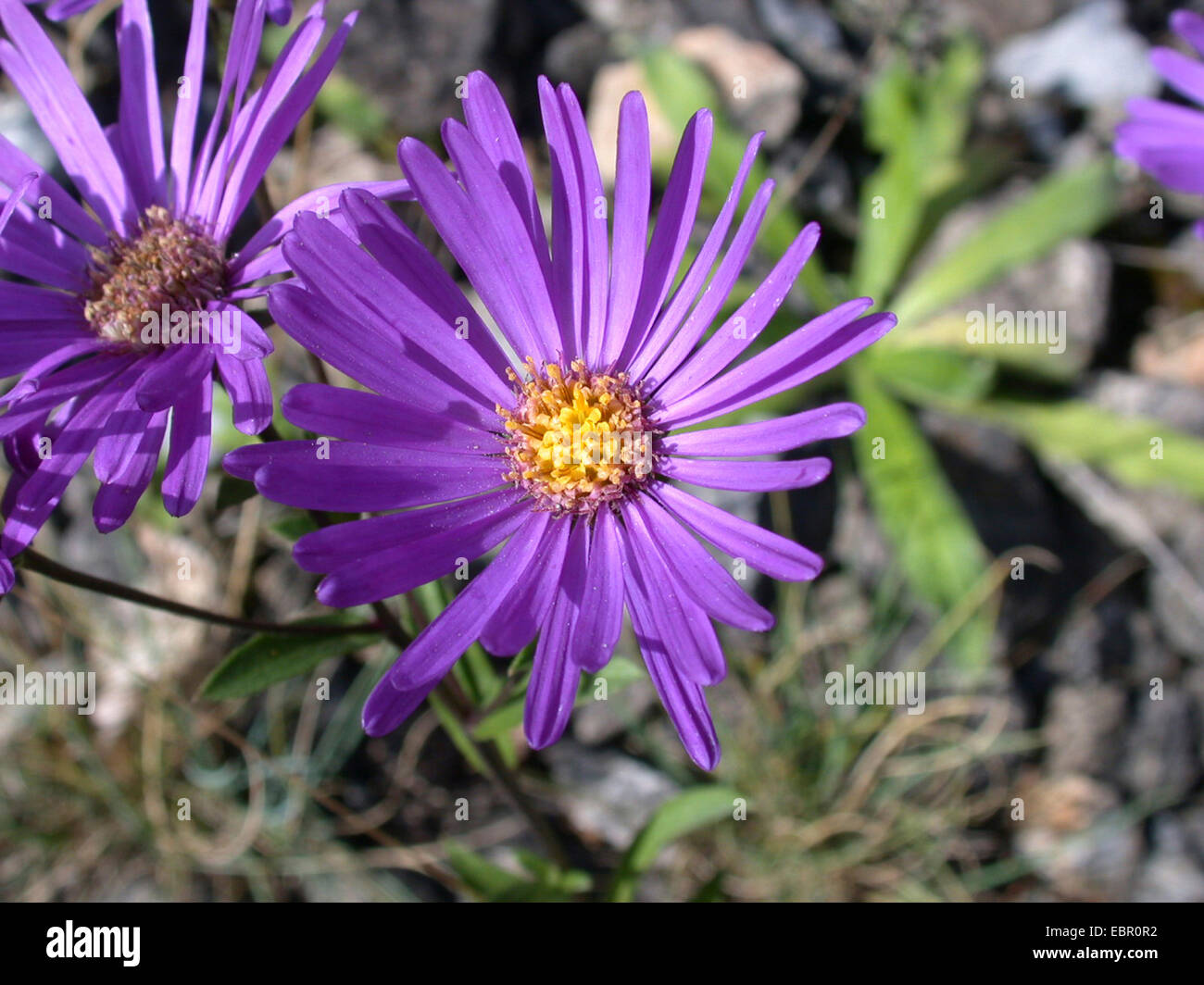 Aster amellus asteraceae hi-res stock photography and images - Alamy