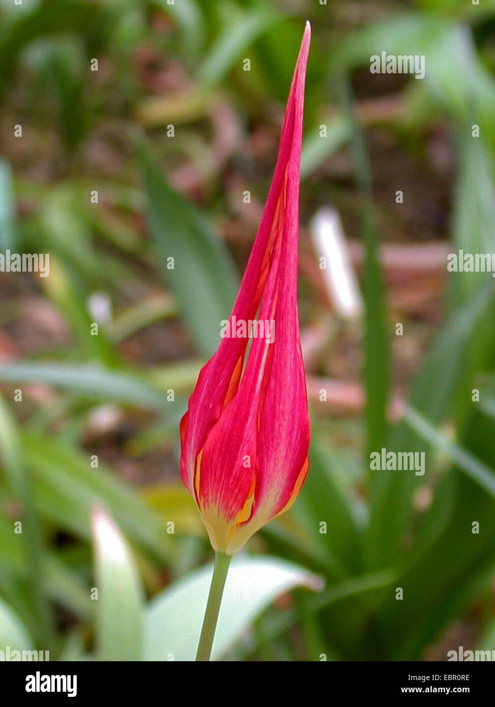 Tulip fire hi-res stock photography and images - Alamy